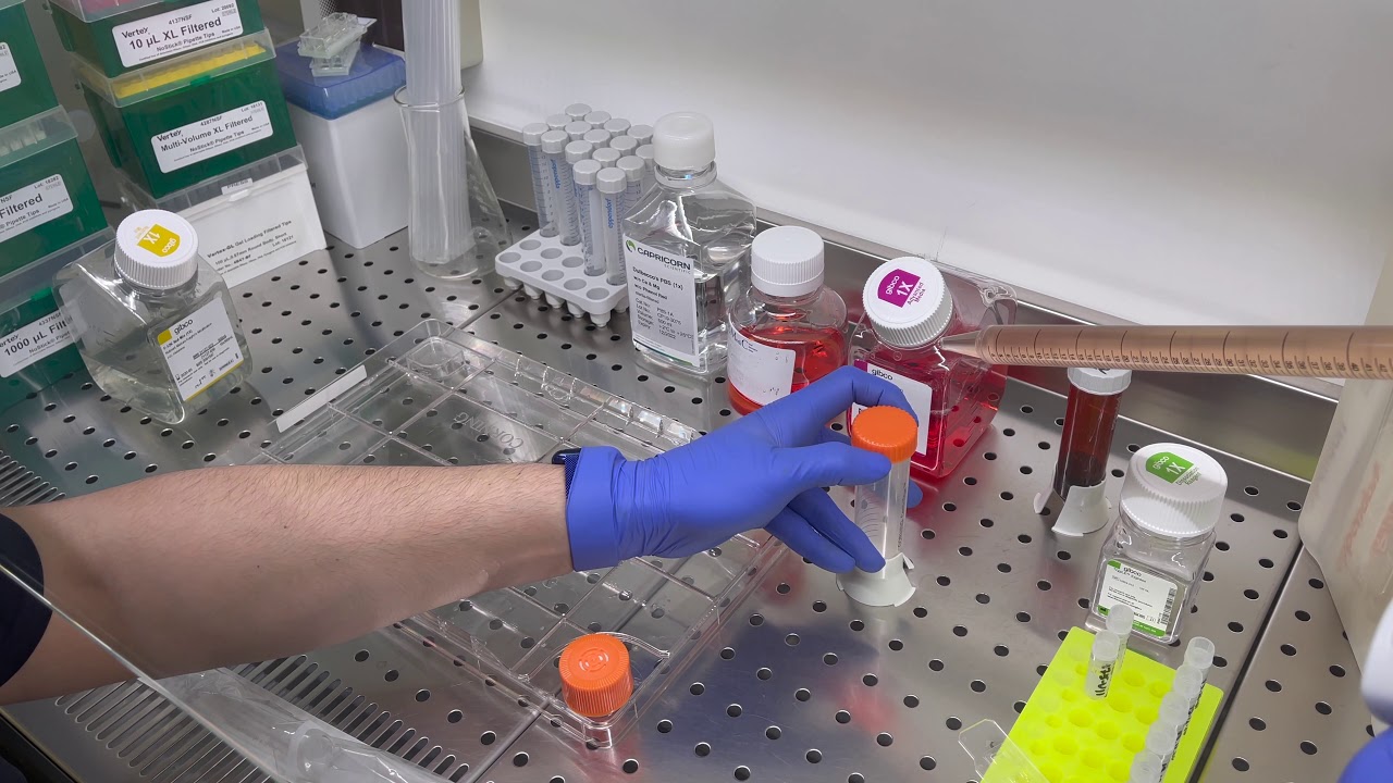 Corning CellSTACK for mass cultivation MDA MB 175 VII - YouTube