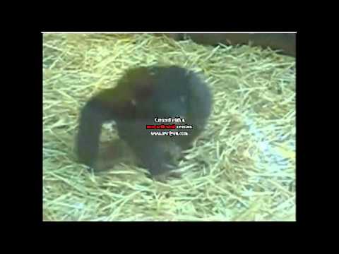 monos pendejos - YouTube