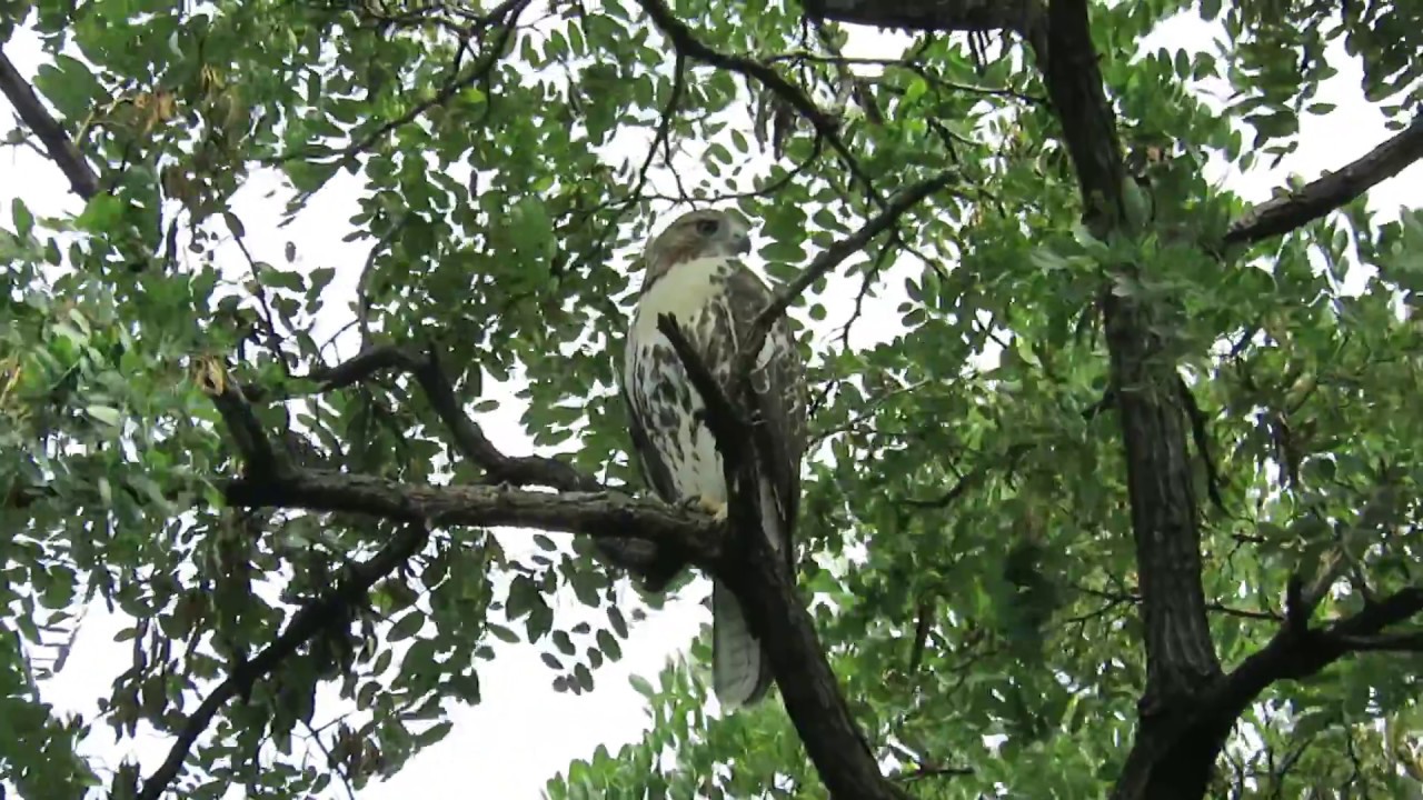 Fledgling red-tailed hawk crying in Tompkins Square - YouTube