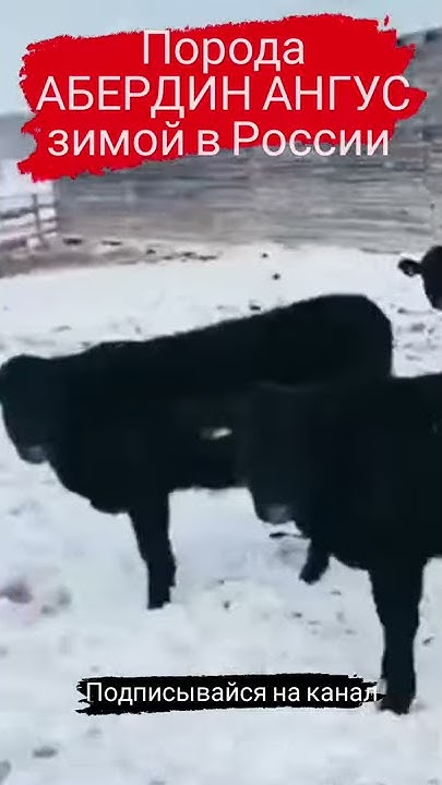 Абердин Ангус содержание зимой. Продажа породы Абердин Ангус. - YouTube