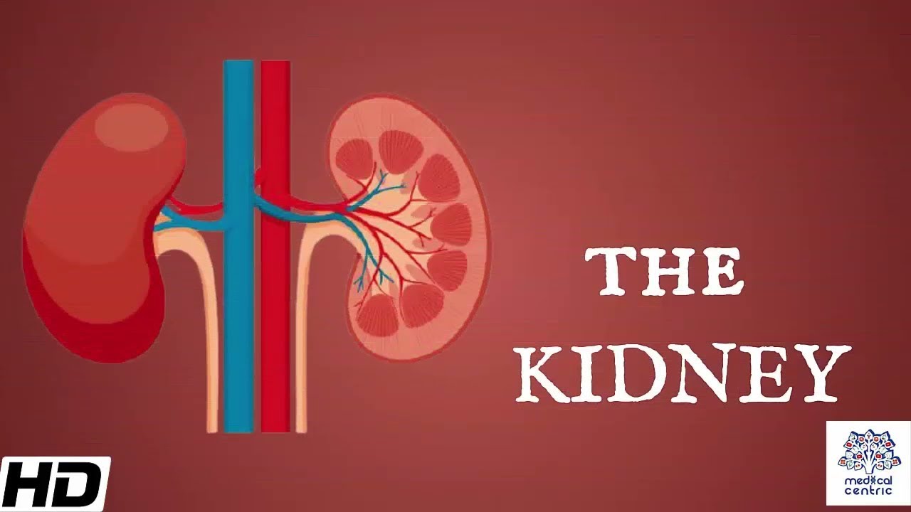 Kidneys (Anatomy): Picture and Function - YouTube