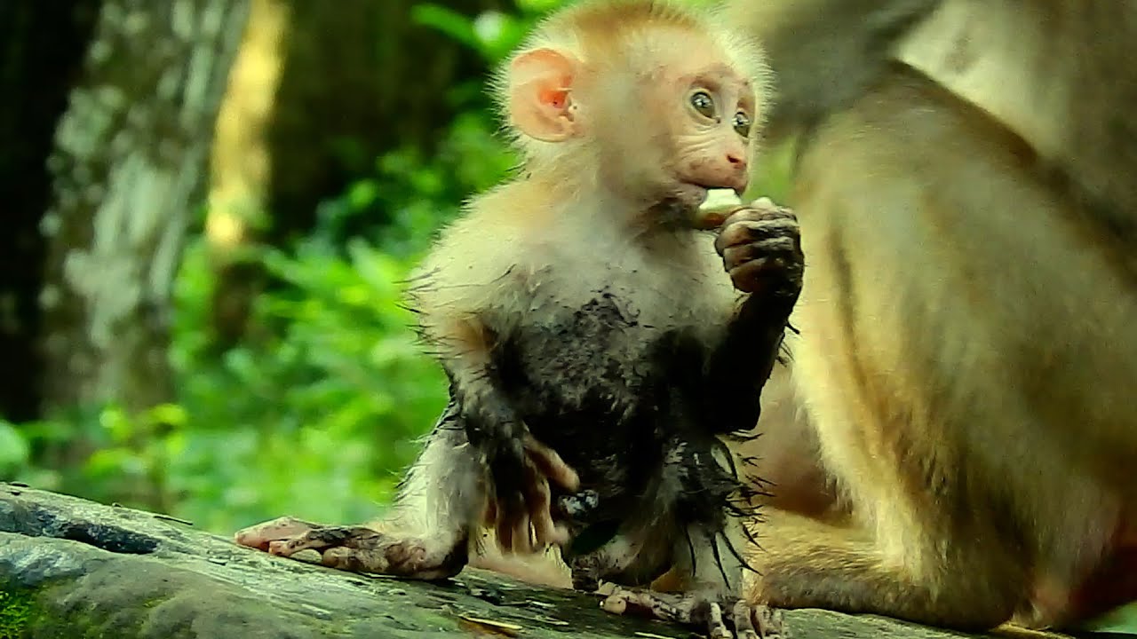 Looking still hungry baby mom is hanger too while mom is take something ...
