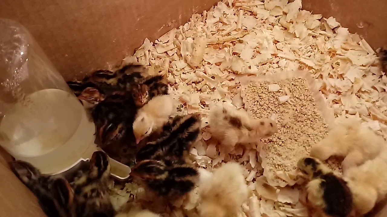 CRIA FACIL DE CODORNICES PASO A PASO - YouTube