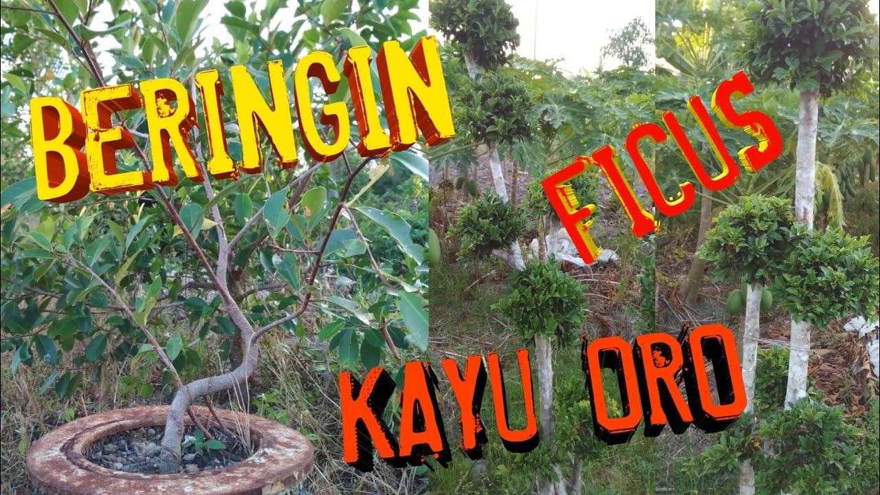 SEPUTAR BERINGIN ( KAYU ORO / FICUS ) - YouTube