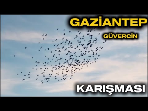 GAZİANTEP 2025 GÜVERCİN KARIŞMASI Part 2 SEMT ÇOK KARIŞIK !
