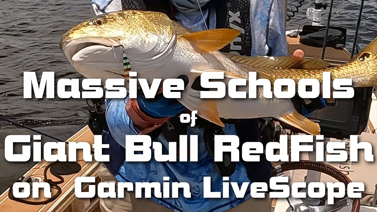 Massive Schools of Giant RedFish on LiveScope Full Video - YouTube