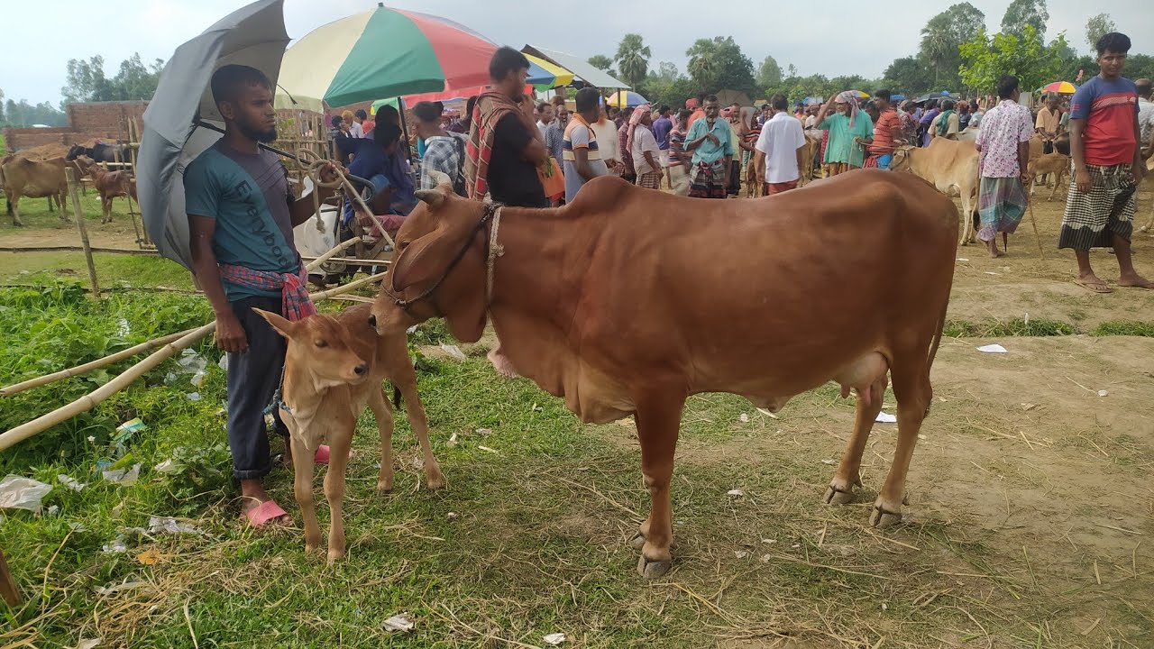 আজ ৩ আগস্ট ২৩ | বাছুর সহ গাভী গরুর দাম | gavi goru dam | |রানীগঞ্জ হাট ...