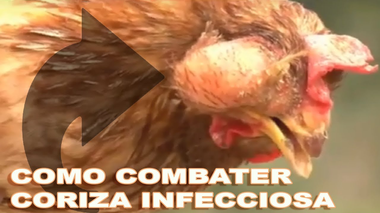 CORIZA INFECCIOSA COMO EVITAR - YouTube