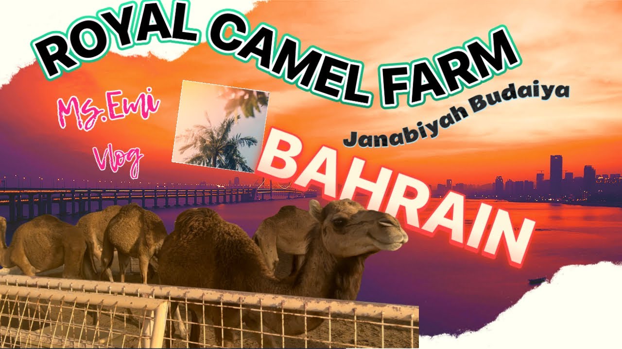 CAMEL | ROYAL CAMEL FARM JANABIYAH BUDAIYA BAHRAIN | MUDDLE EAST ...