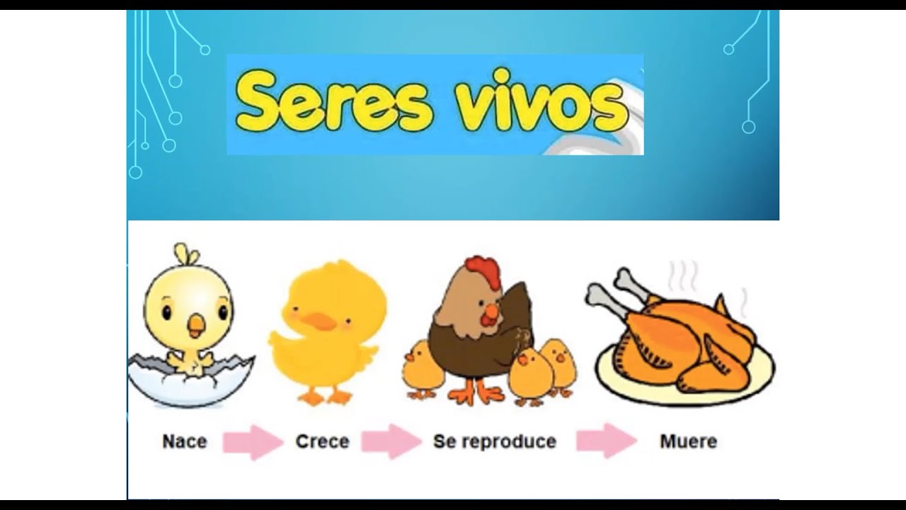 Seres vivos y seres inertes - YouTube
