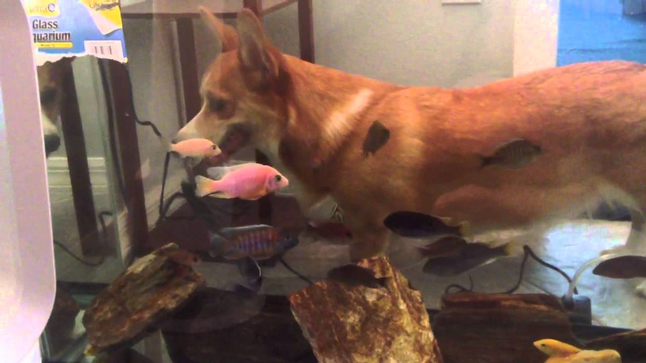 Corgi doesn't understand fish. - YouTube