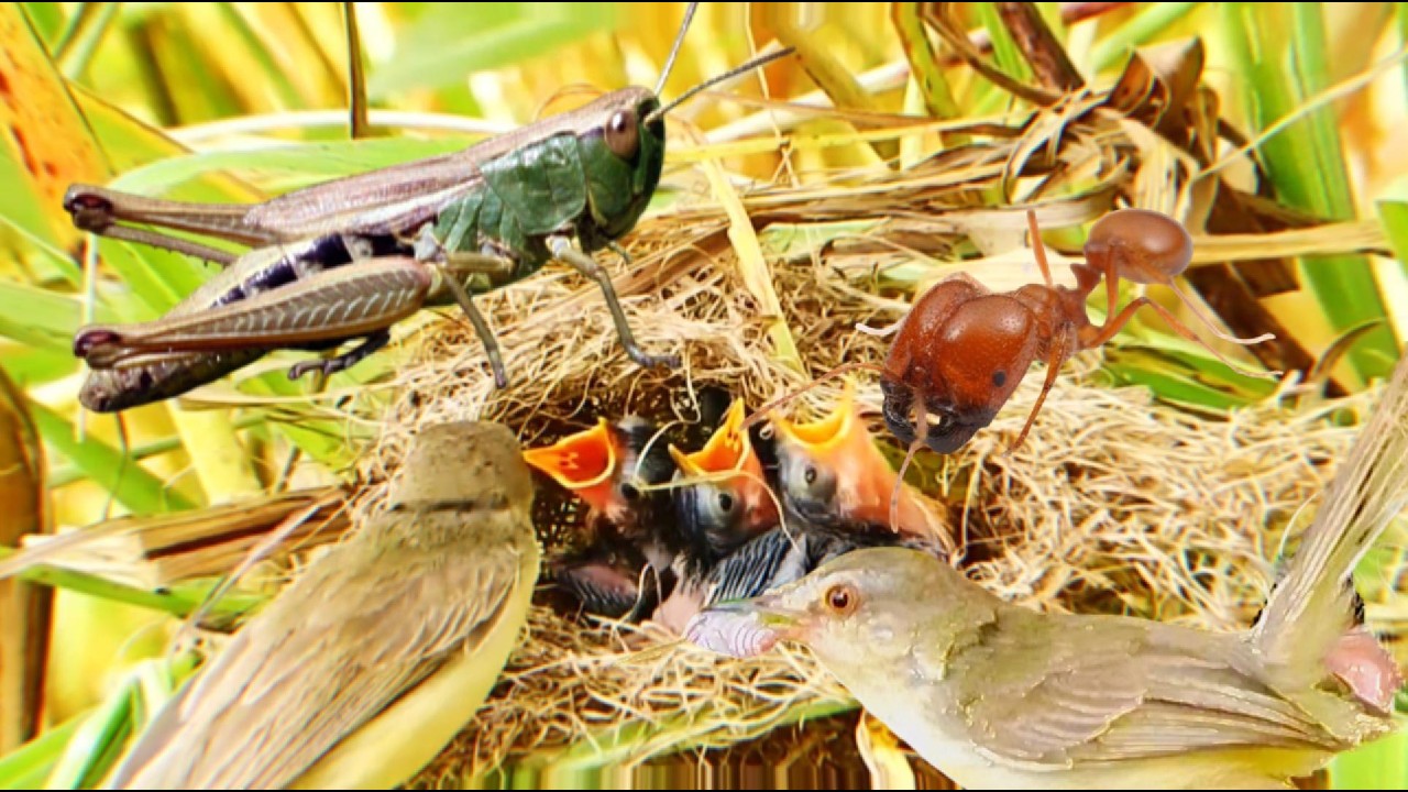 Hornero Nesting || Engineer Bird Nesting For Baby Birds - YouTube