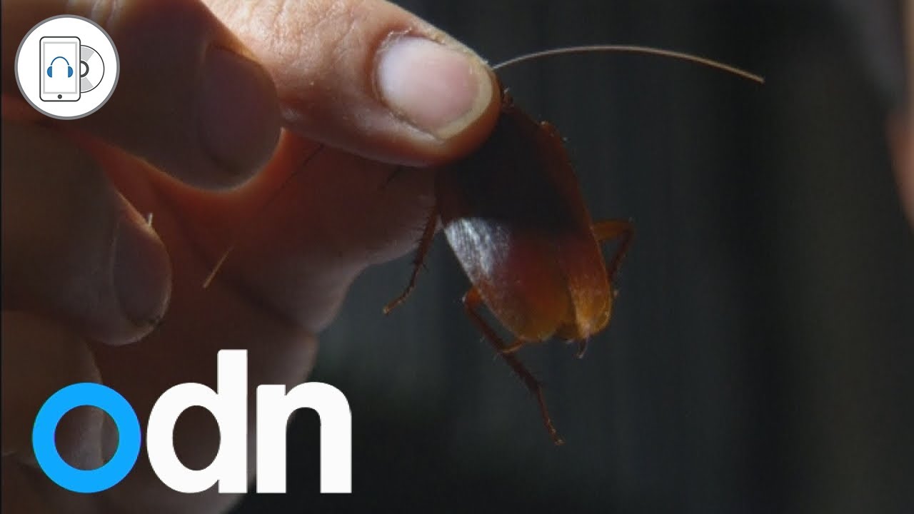 🔴 Cockroach Farm in China | Rewrite News in Simple for Learning English ...