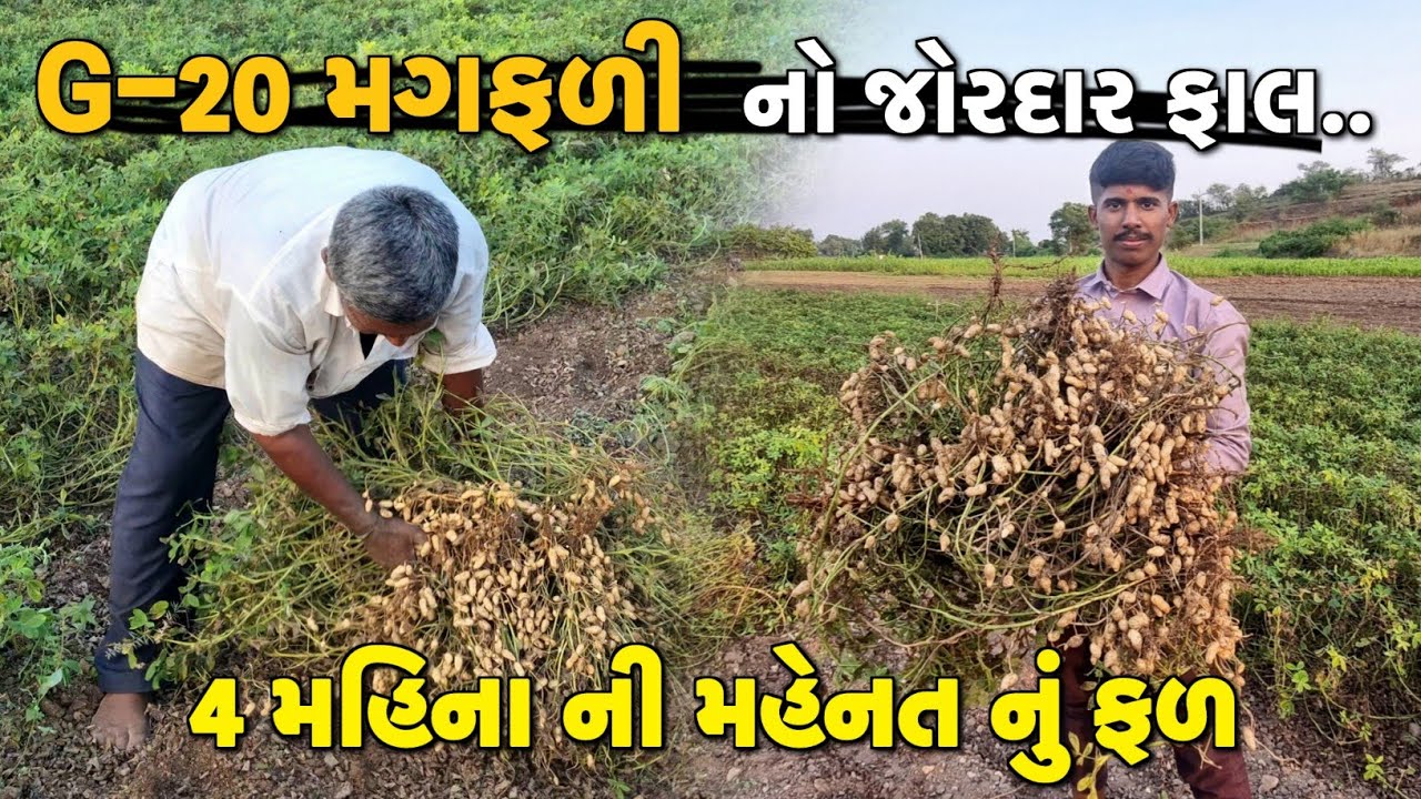 G 20 મગફળી નો જોરદાર ફાલ || G 20 Magfali No Jordar Fal || ચાર મહિના ની ...