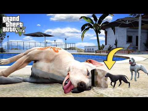 TERMİNATÖR VE MIKE YAVRU PİTBULL KASIRGA'NIN KAFASINA GİRİYOR! - GTA 5