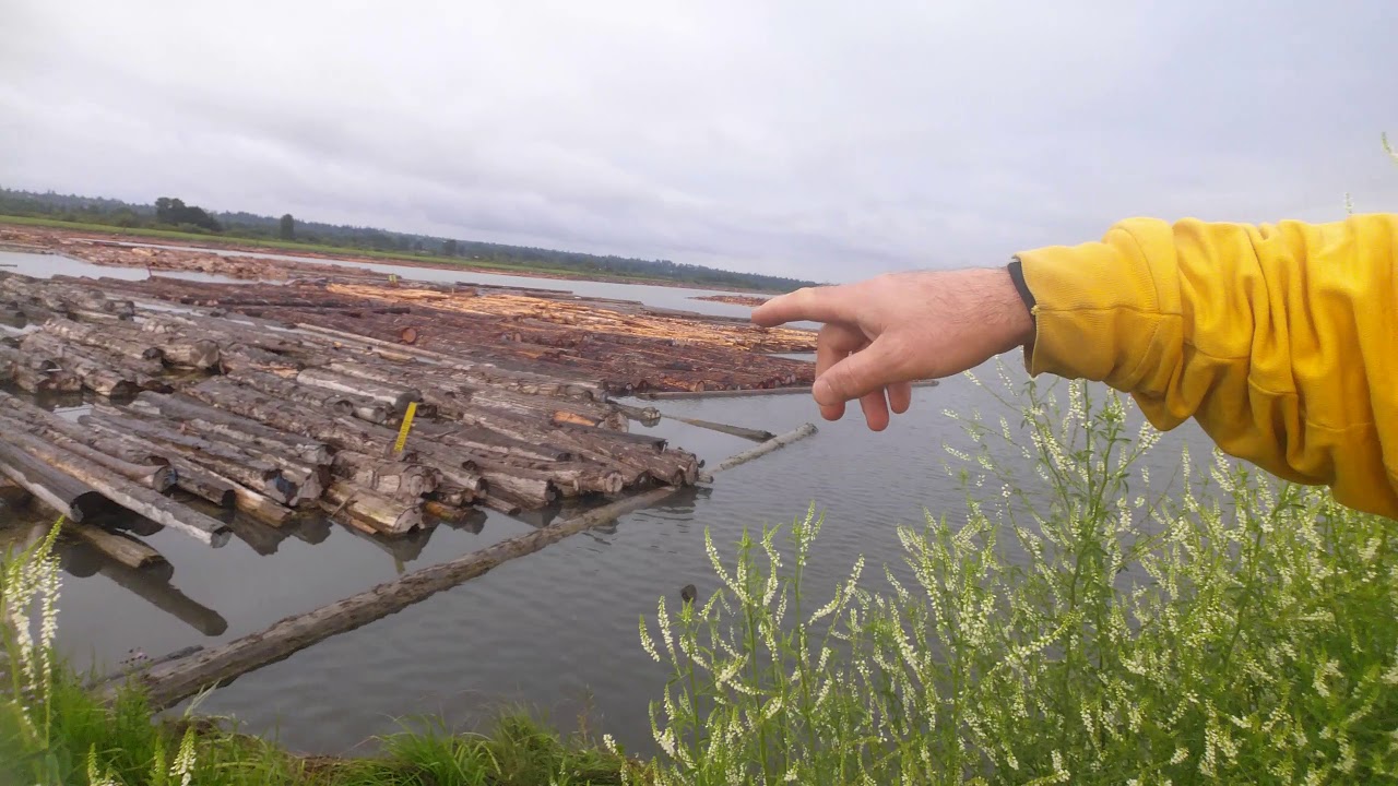 Plute pe râu linga aeroport (în Romanian) - YouTube