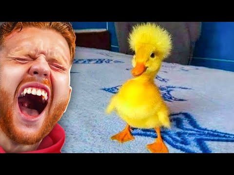 BEST DUCK COMPILATION ON THE INTERNET! - YouTube