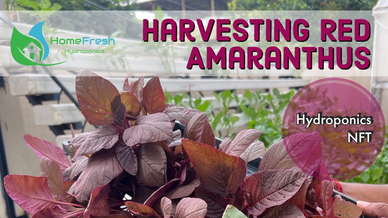Red Amaranthus | Harvesting Fresh Greens Series | Vlog 1 | Hydroponics ...