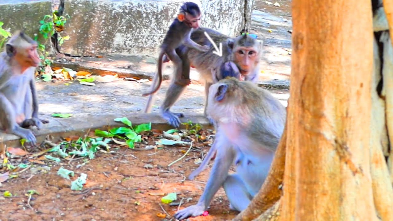 Oh ho...baby monkey LILY look at baby monkey RANDY that kisses her mom ...