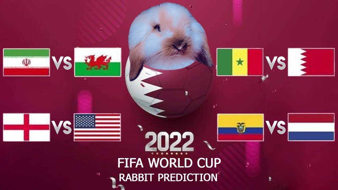 FIFA World Cup 2022 | Rabbit predict who will win ! - YouTube