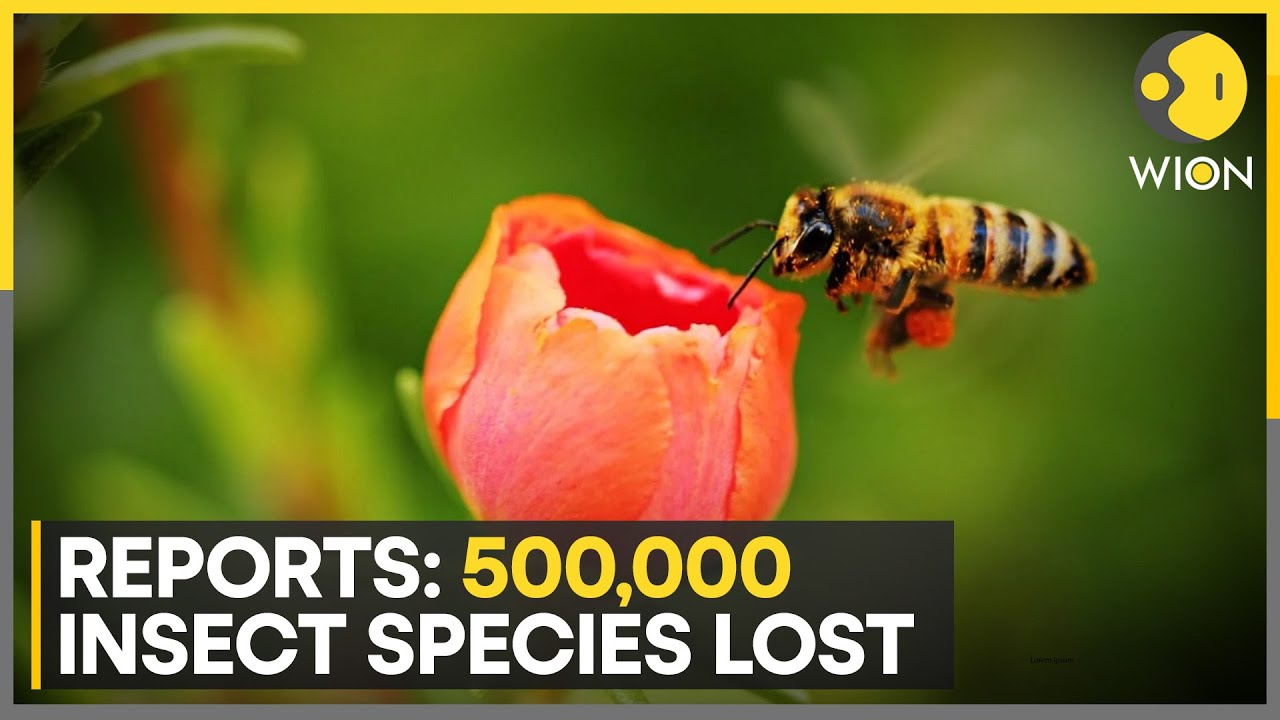 Flowers evolving towards self-pollination as 10% of insect population ...