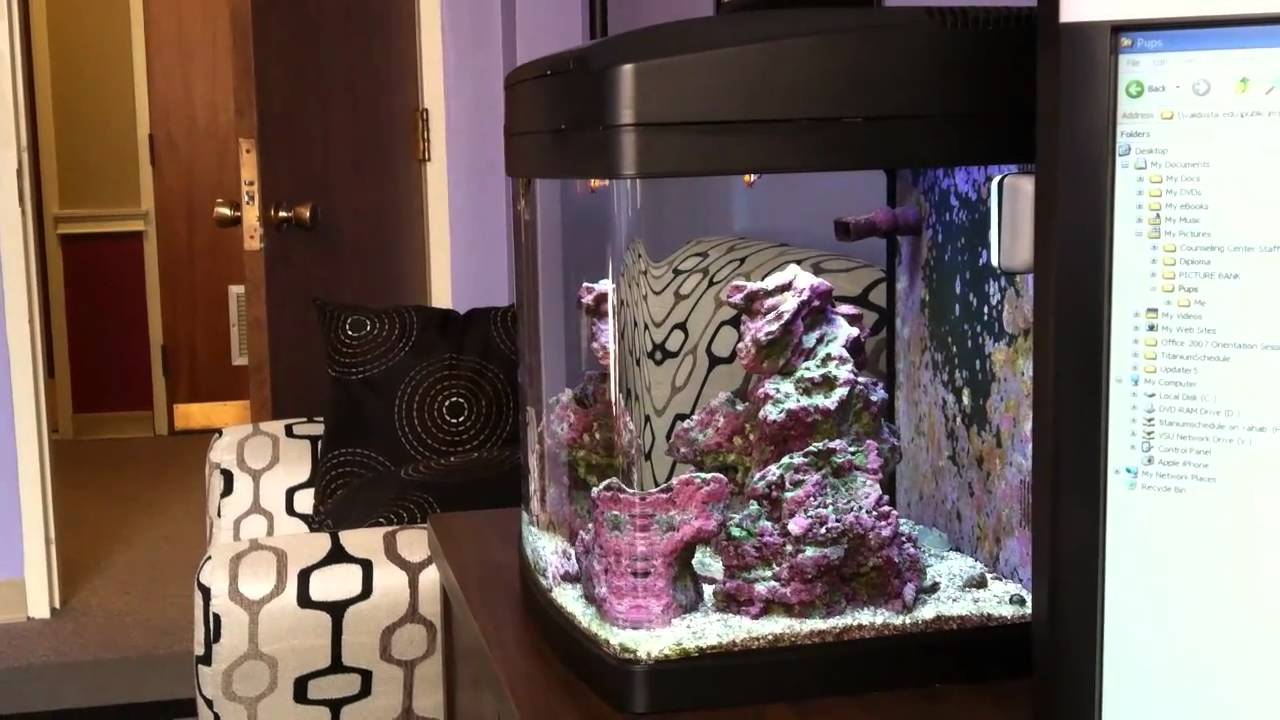 14 gallon Biocube Saltwater FOWLR - 3 (view from my desk) - YouTube