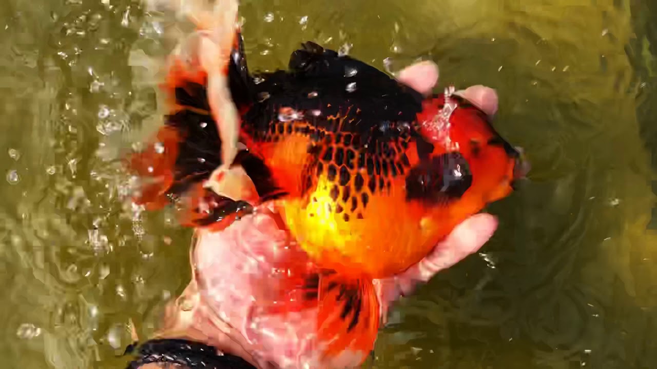 Best tricolor oranda 🌹🌹🌹 Rose tail - YouTube
