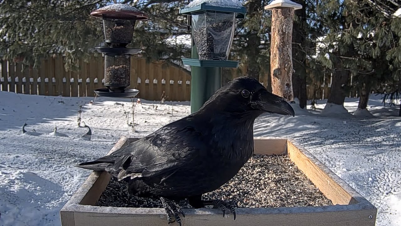 Common Raven Drops In For A New Year's Day Visit At Ontario Feeders ...