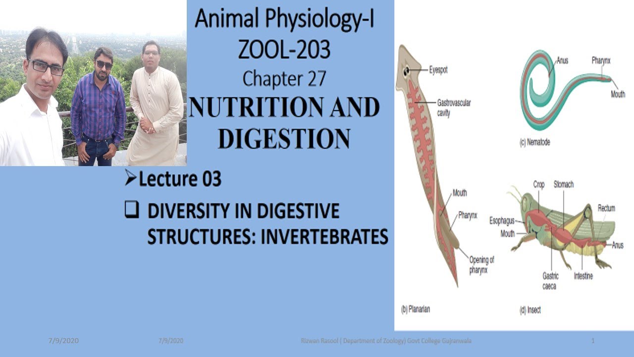 Diversity in Digestive System of Invertebrates - YouTube