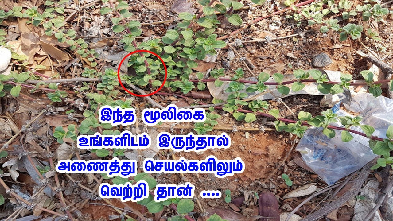 இந்த மூலிகை உங்களிடம் இருந்தால் நினைத்த காரீயங்கள் வெற்றிதான் ...