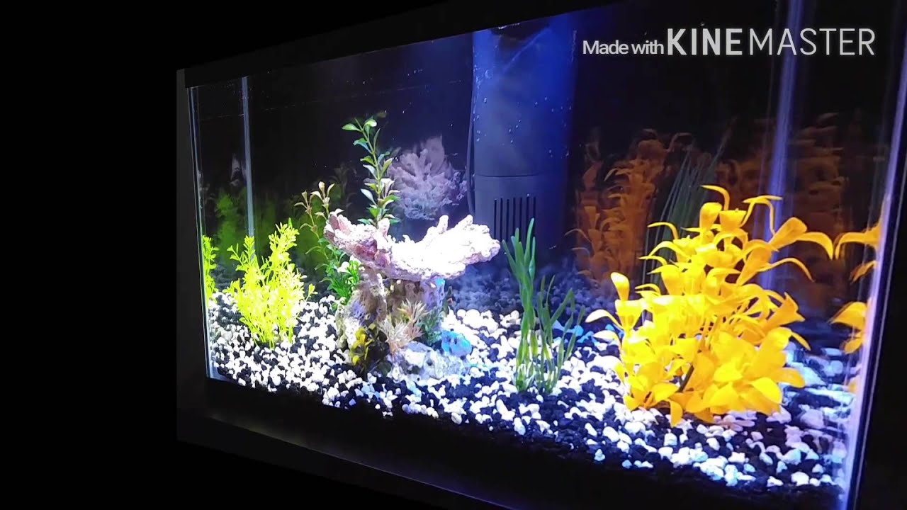 10 Gallon Glofish Tank | Kids First Tank | Creating Fish Addicts - YouTube