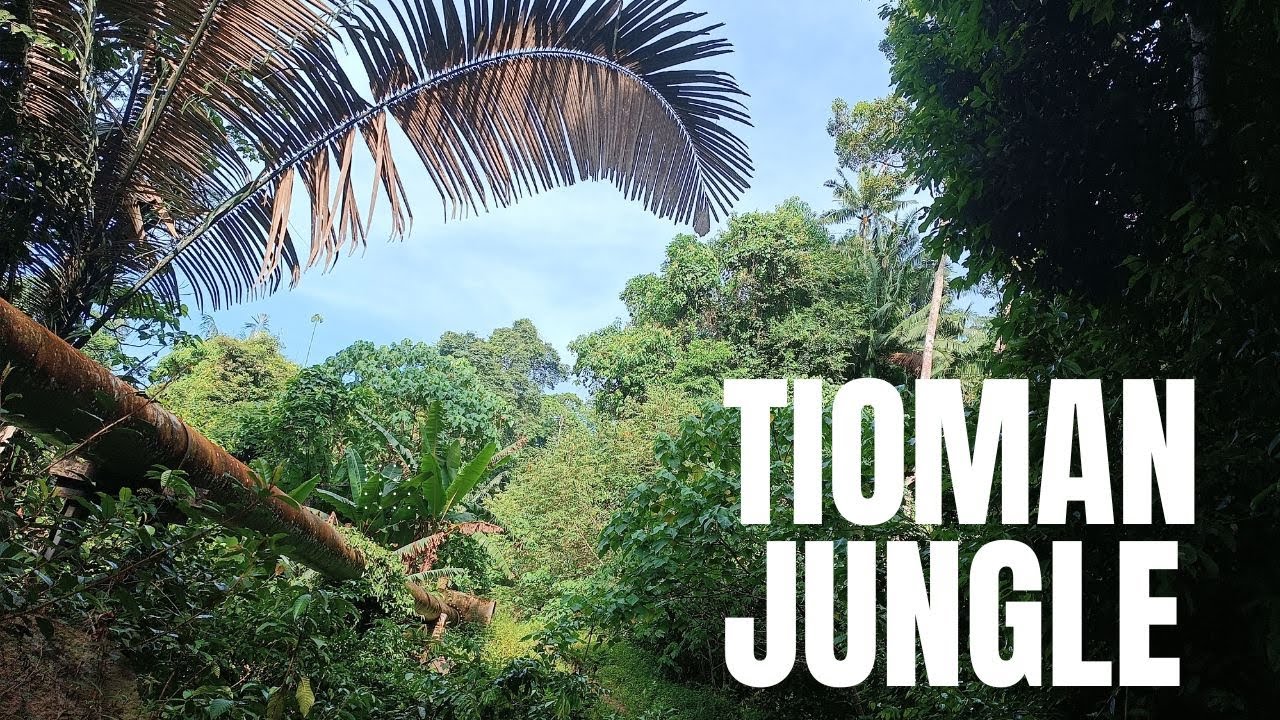 exploring Tioman jungle won't believe what we found in - YouTube