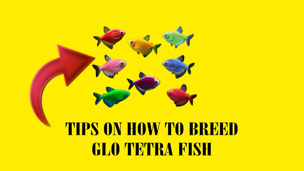 SURE BREEDING GLO FISH TETRA FOR NEWBIES. - YouTube