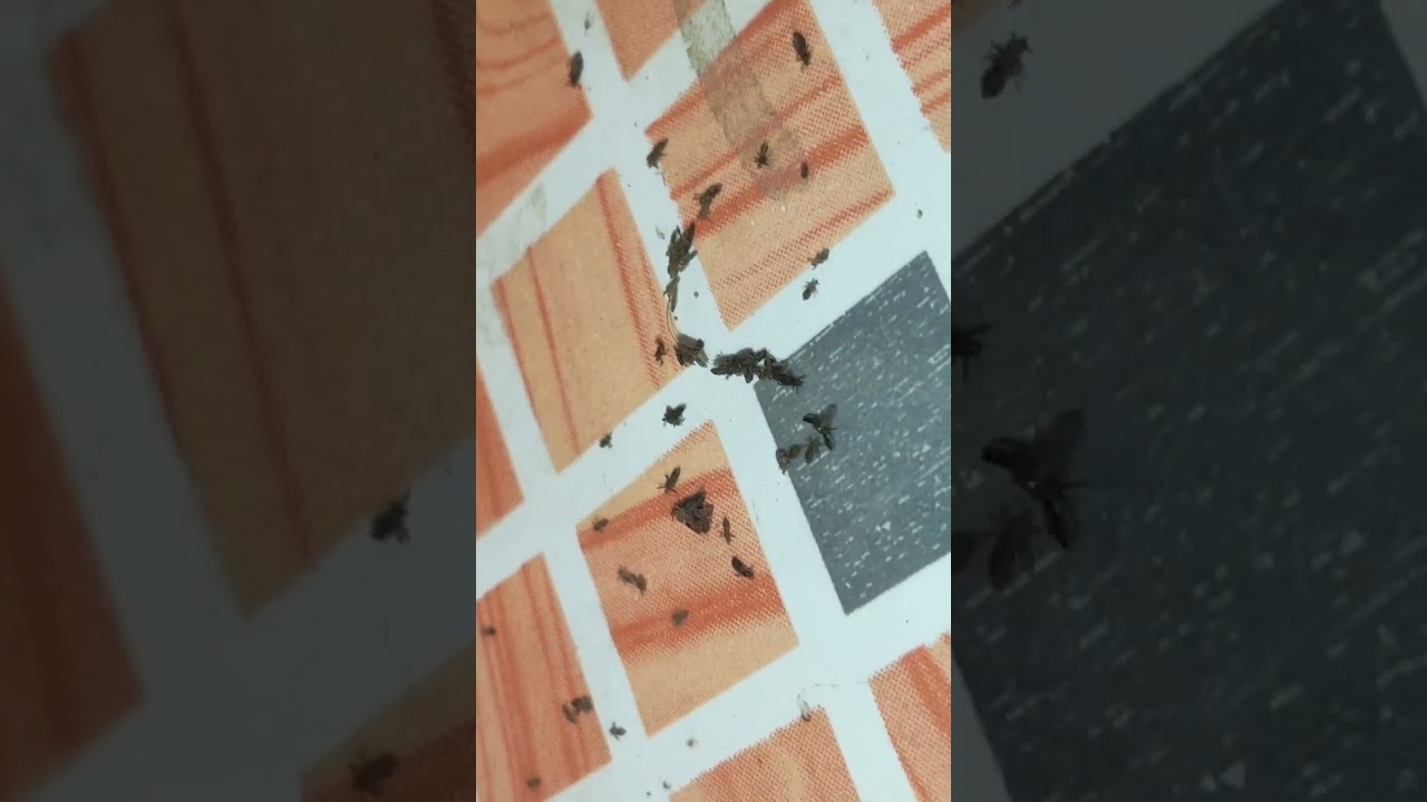 EXTREME Head lice/ Gross Warning 🤮🤢 head lice infestation - YouTube