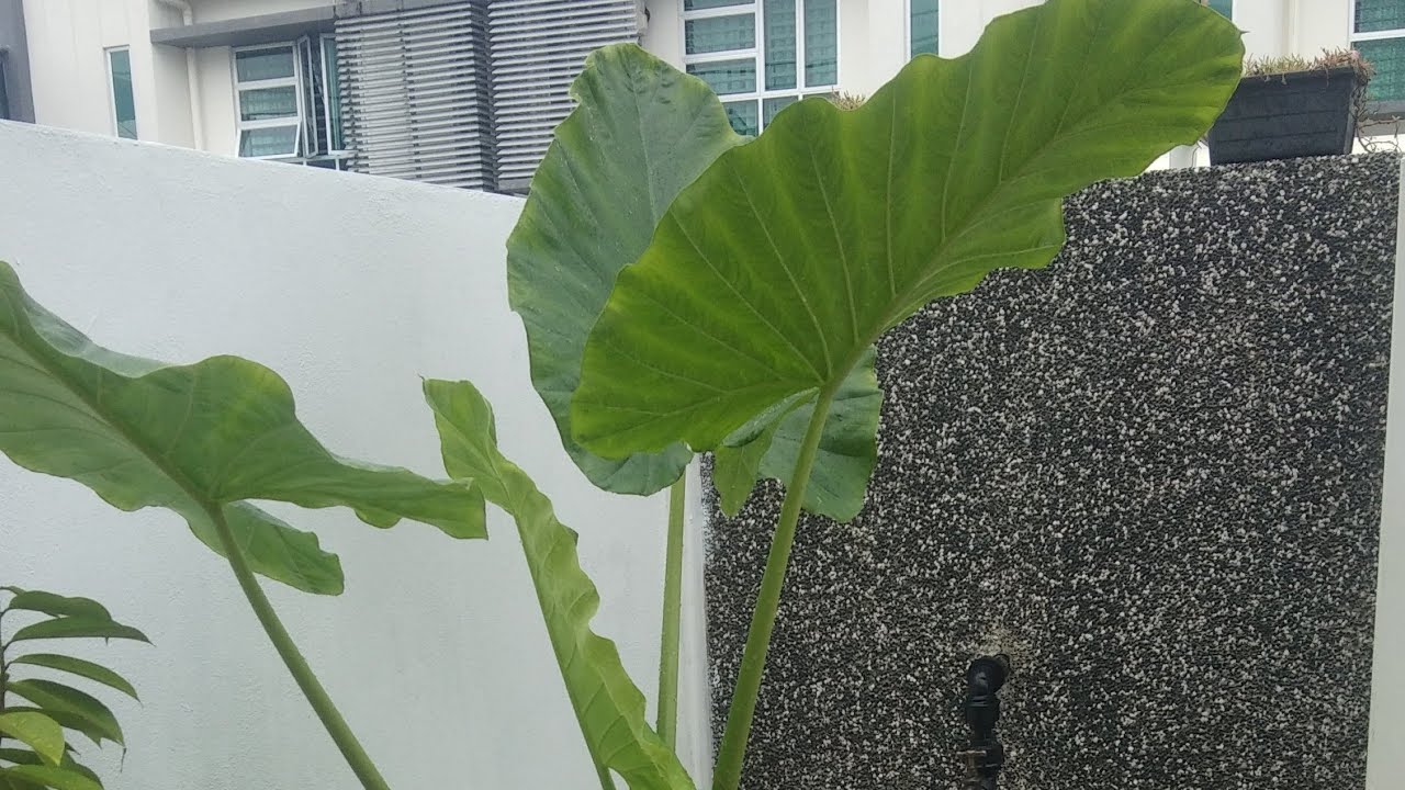 keladi gajah / albino /teacup/komando/ekor pari baru berjinak2 dgn ...