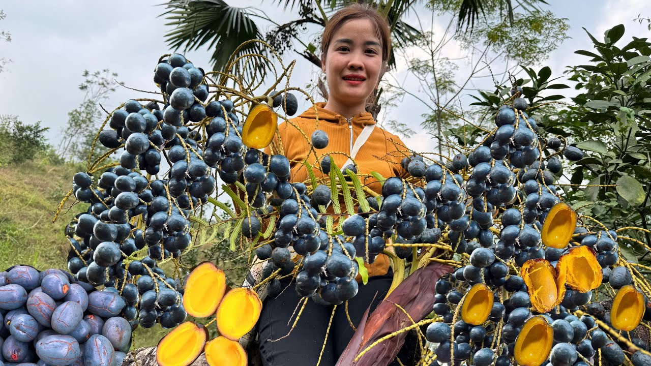 90 Days: Harvesting bird's egg palm fruit,red grapefruit go to the ...