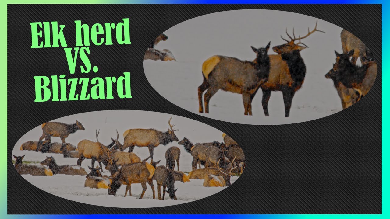 Hardware Ranch Elk battle snow storm 4k - YouTube