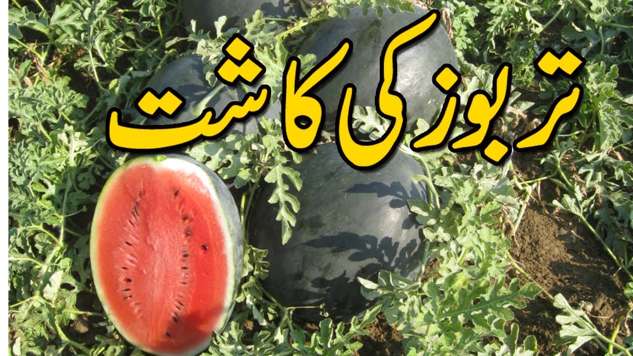 WATER MELON | WATER MELON FARMING I PAKISTAN | تربوز کی کاشت | FARMIG ...