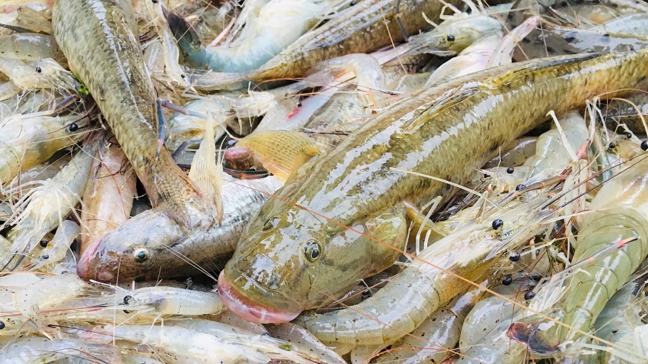 পদ্মা নদীর বড় সাইজের চিংড়ি বাইলা মাছের দাম সম্পর্কে জানতে দেখুন ...