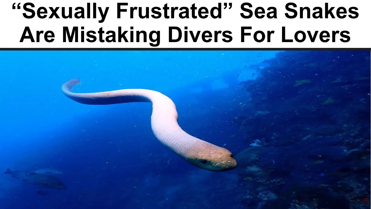 Fish Memes - YouTube