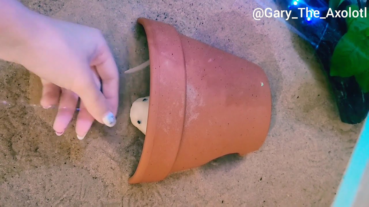 Axolotl Hand Feeding - YouTube