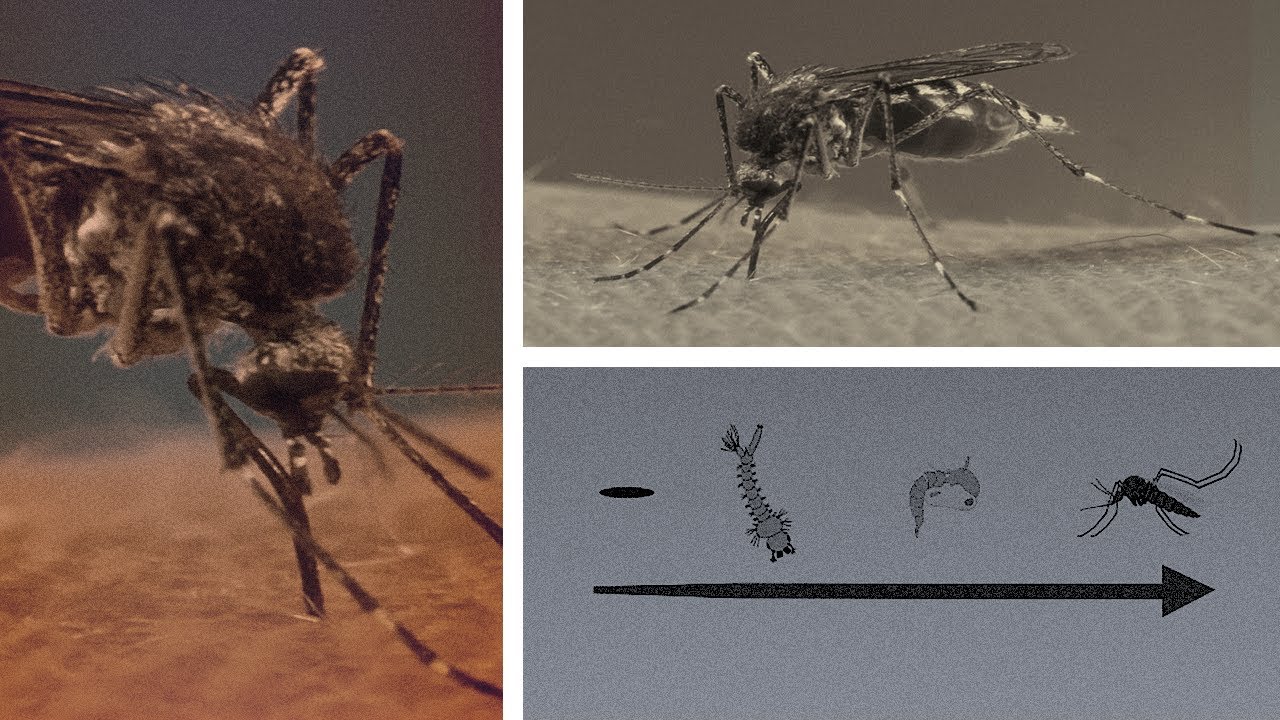 Myggor under lupp - YouTube