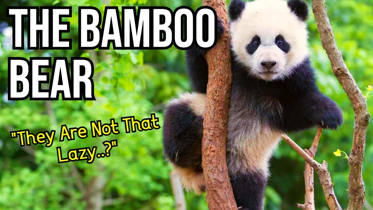The Secret Life of Pandas: What You Didn't Know - YouTube