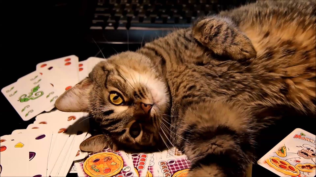 Cats Playing Board Games