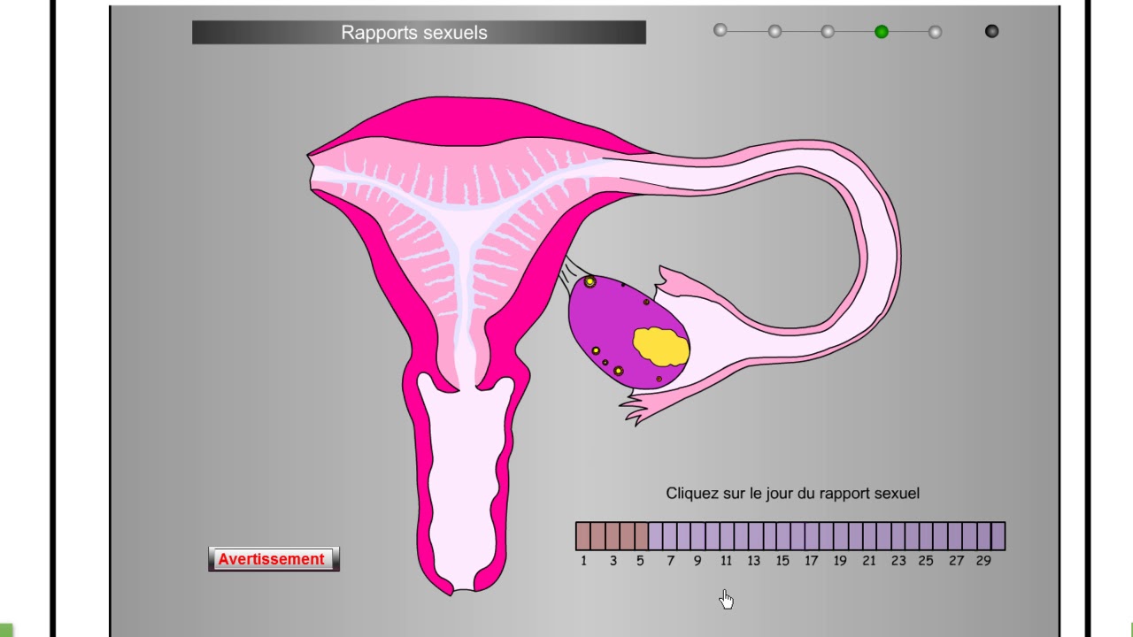 activité cyclique de l'utérus et de l'ovaire - YouTube