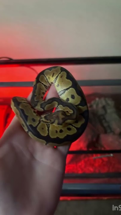 Go check out video how to keep ball python #snakes🐍👉👉👉👉 - YouTube