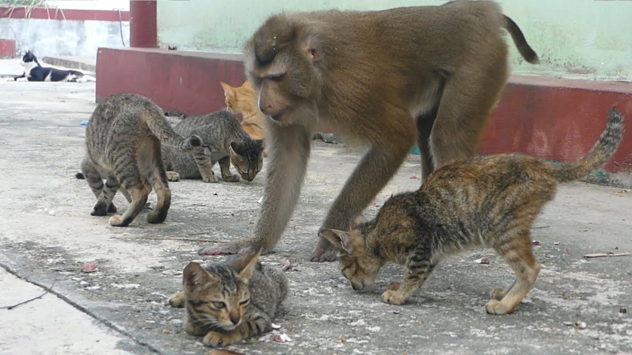 Cats, Dog And Monkey Are Friendly Together Living In The Pagoda - YouTube