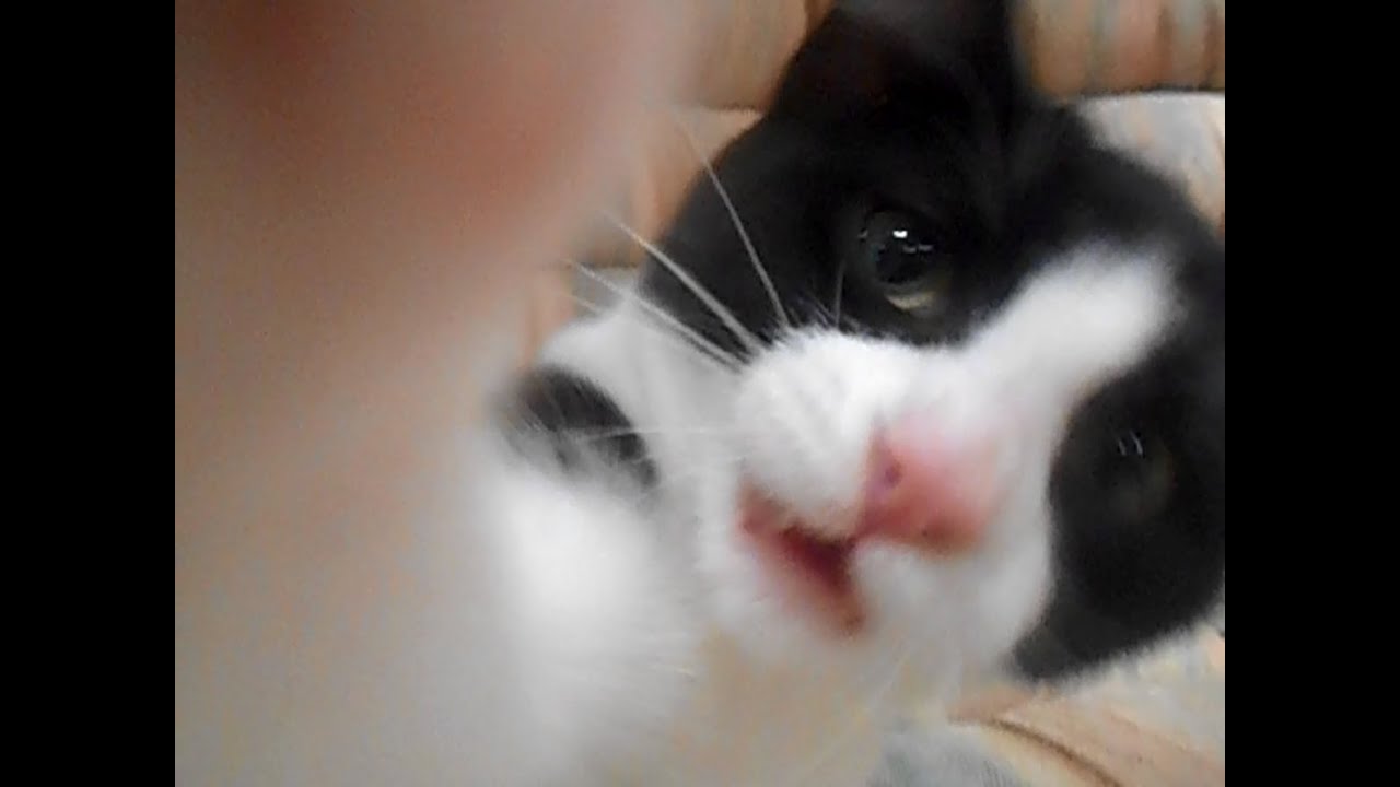 Cute Tuxedo Cat Meowing & Playing With The Camera! - YouTube