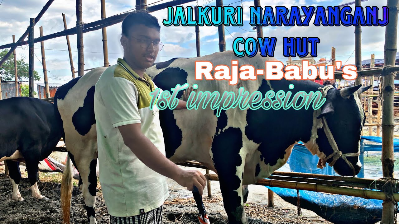 Jalkuri, Narayanganj Cow Hut & Biggest Cow Raja Babu 1st Impression ...