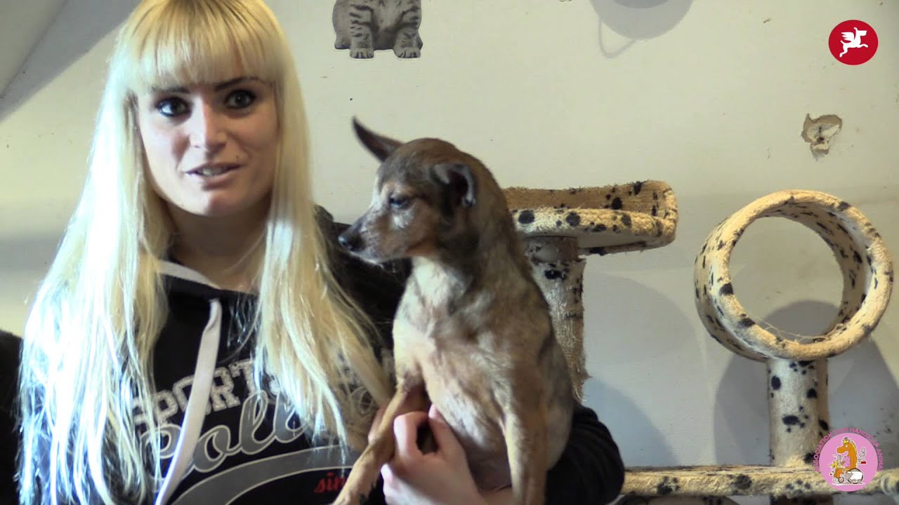 Suzi Handicap Animal - YouTube